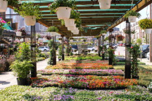 Ruibal's Plants of Texas - Live Love Local