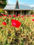 Georgetown: The Red Poppy Capital of Texas - Live Love Local