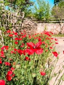 Georgetown: The Red Poppy Capital of Texas - Live Love Local